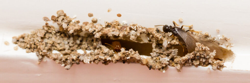 Everything You Should Know About Termites with Wings - PestControl.us